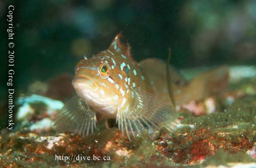 DIVE B.C. - BRITISH COLUMBIA MARINE LIFE (underwater photographs)
